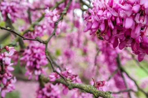 Kew Gardens in Spring